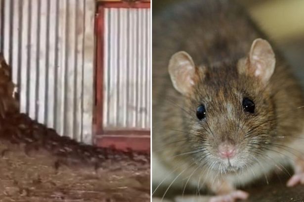 Cannibal Mice Swarms Australia • MYC! Malaysian Youth Community