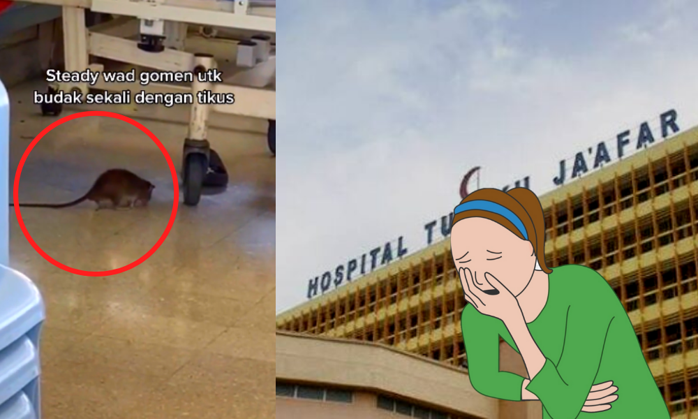 State Health Department To Take Action After Video Of Rat Scavenging ...